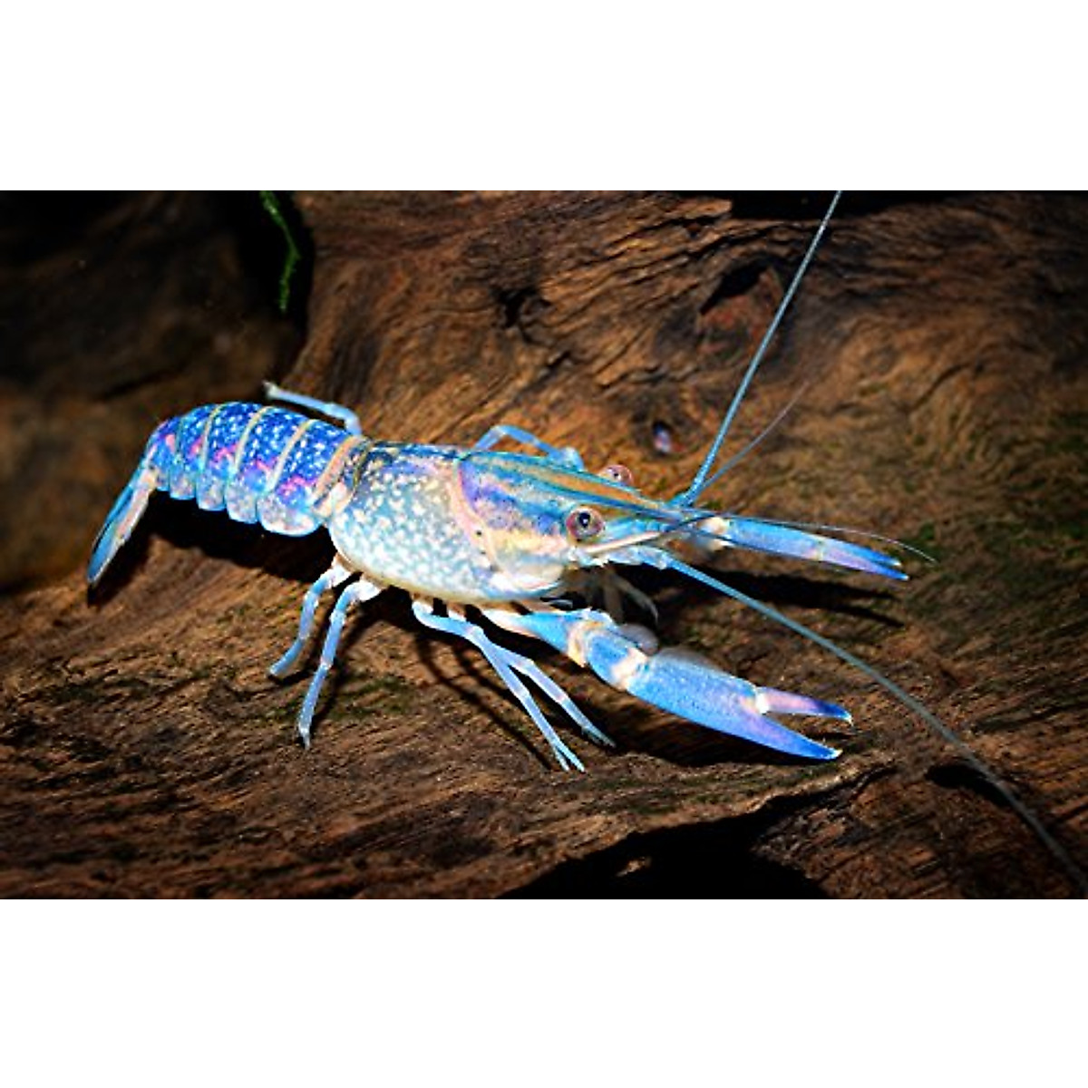 AQUATICBLENDEDFOODS Super Freshwater Shrimp,Snail & Crayfish Food Mix - ABF109 (Veggie & Krill, 4oz)