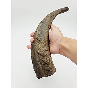Herders Choice Chews Dried Goat Horns Dog Chew Large 1 pc.