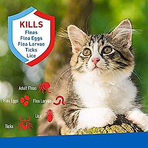 Adams Plus Flea & Tick Foaming Shampoo & Wash for Cats & Kittens Over 12 Weeks | Sensitive Skin Flea Treatment for Cats and Kittens | Kills Adult Fleas, Ticks, and Lice On Contact | 10 Oz