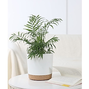 Kubvici 2 Pack 8 inch Planters