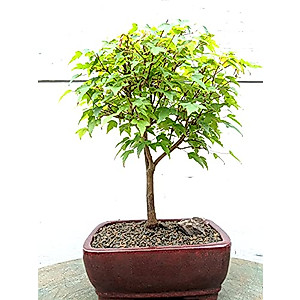Dwarf Trident Maple Outdoor Bonsai Tree