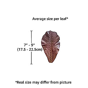 JOR 12 Pack Water Conditioner Leaves for Freshwater Betta & Shrimp Aquarium, Fin Rot Treatment 4-7 Inches Long Indian Almond Leaves, Leaf Lowers Tank's pH, Helps In Successful Breeding, Aquarium Décor