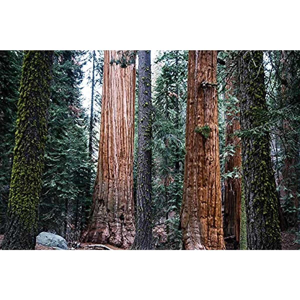 Giant Sequoia | Tree Seed Grow Kit | The Jonsteen Company