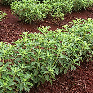 Outsidepride Perennial Stevia Sweetie Star Natural Herb Garden Plant Sugar Substitute & Sweetener Alternative - 50 Seeds