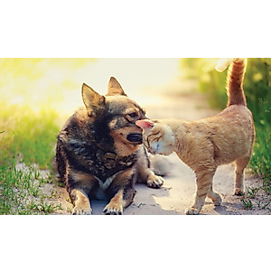 Skin and Coat Supplement for Dogs - PET Allergy Relief for Dogs and Cats, Natural Advanced Formula, Immune Booster - Allergy Skin Health for Dogs, by PET Supplements - 3 Bottles (225 Tablets)