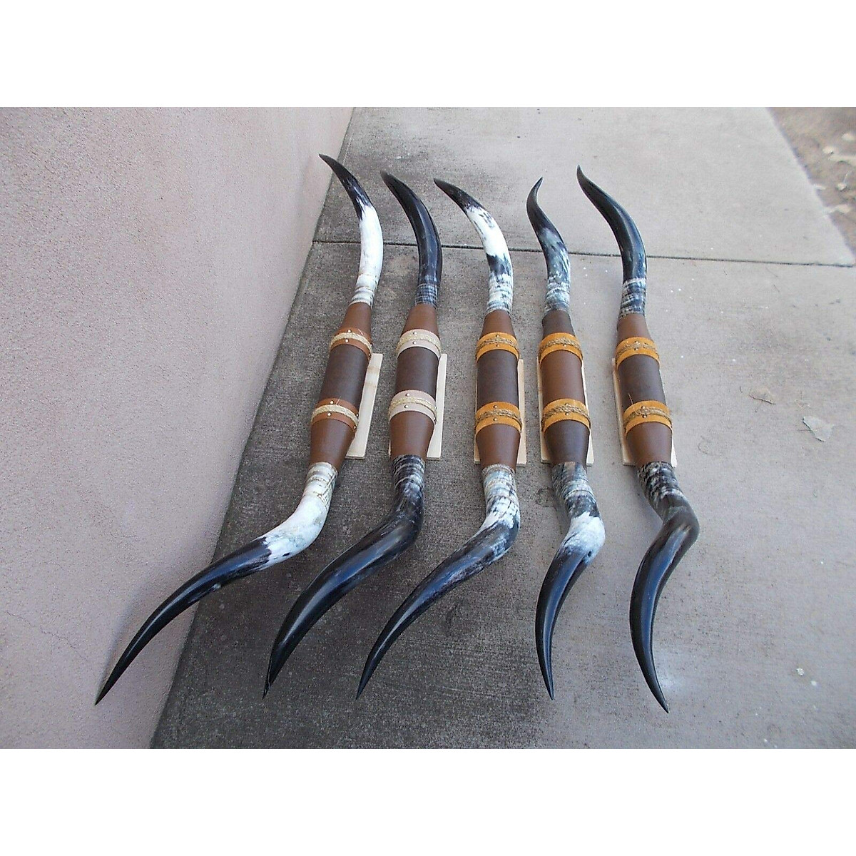 XXL Mounted Steer Cow Bull Texas Long Horns (One Set Only) Longhorn 5' 5" to 5' 11"