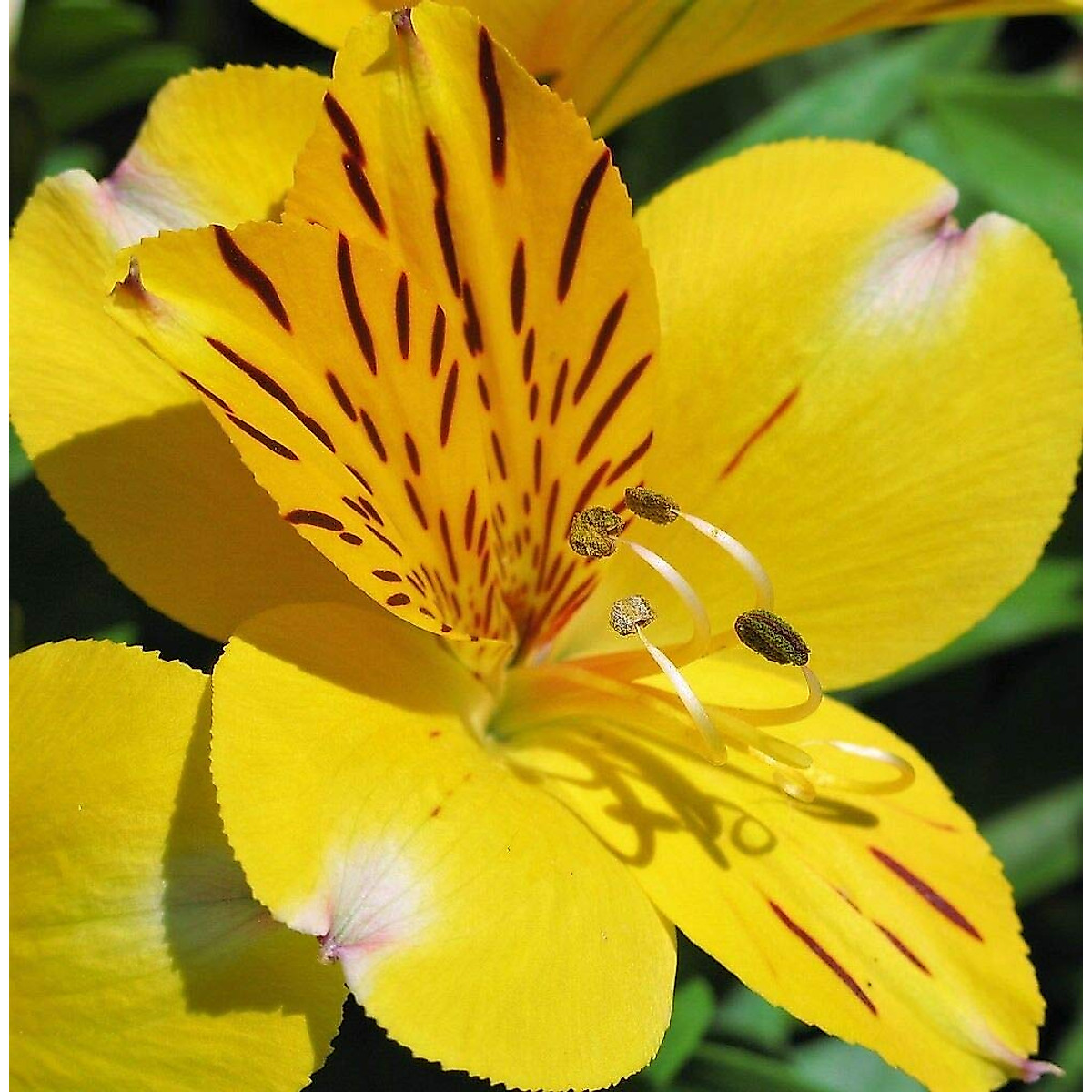 10+ Mix Canna Lily Seeds Peruvian Dr Salters Flower Flowers