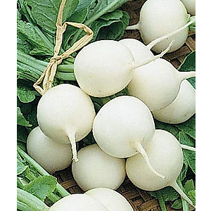 Hailstone Radish Seeds, 250+ Heirloom Seeds, (Isla's Garden Seeds), Non GMO Seeds, Botanical Name: Beta vulgaris