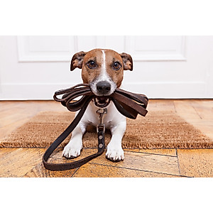 DrFormulas Probiotics for Dogs & Puppies Pets Diarrhea Treatment | Flavorless, Pre-dosed, 23 Premium Nexabiotic Probiotic for Pets with Saccharomyces Boulardii, Lactobacillus Acidophilus, 30 Doses