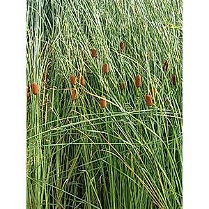 1196-Dwarf Cattails (Typha laxmannii) Seeds by Robsrareandgiantseeds UPC0764425788492 Non-GMO,Organic,USA Grower,Bonsai,Showy, Butterfly Flower,1196 Package of 25 Seeds