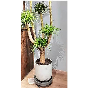 Two Pack HuaBoShi Plant Caddy Stand with Wheels Heavy Duty with Built-in Bottom Ventilation Design and Water Tray Bear Weight up to 160 LB (13” in Diameter)