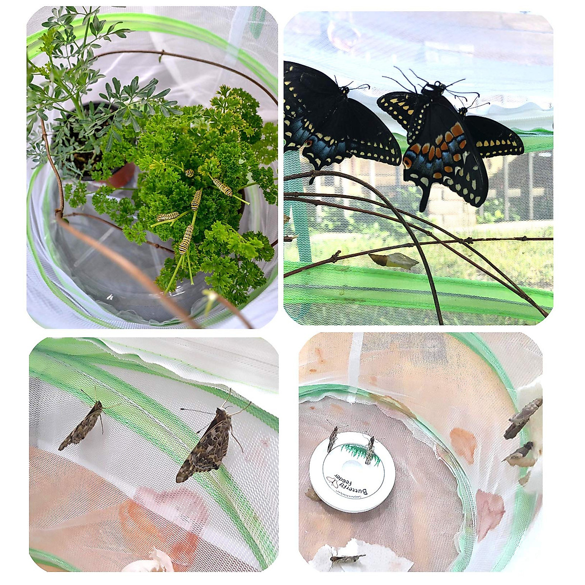 Trasfit Pop-up Insect and Butterfly Habitat Cage Terrarium – 12 x 14 Inches Tall