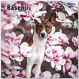 2023 2024 Basenji Calendar - Dog Breed Monthly Wall Calendar - 12 x 24 Open - Thick No-Bleed Paper - Giftable - Academic Teacher's Planner Calendar Organizing & Planning - Made in USA
