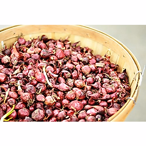 Red Onion Sets (100 Bulbs) Garden Vegetable