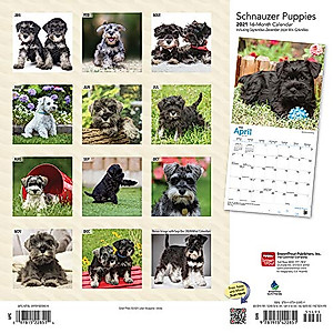 Schnauzer Puppies 2021 Calendar