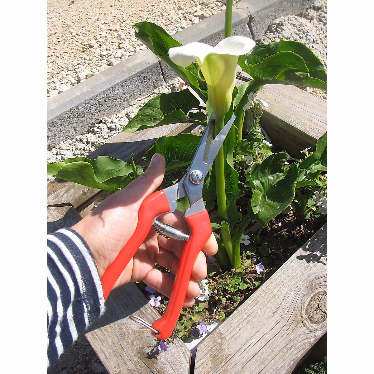 TABOR TOOLS K77A Straight Pruning Shears with Stainless Steel Blades, Florist Scissors, Multi-Tasking Garden Snips for Arranging Flowers, Trimming Plants, Harvesting Herbs, Fruits or Vegetables.