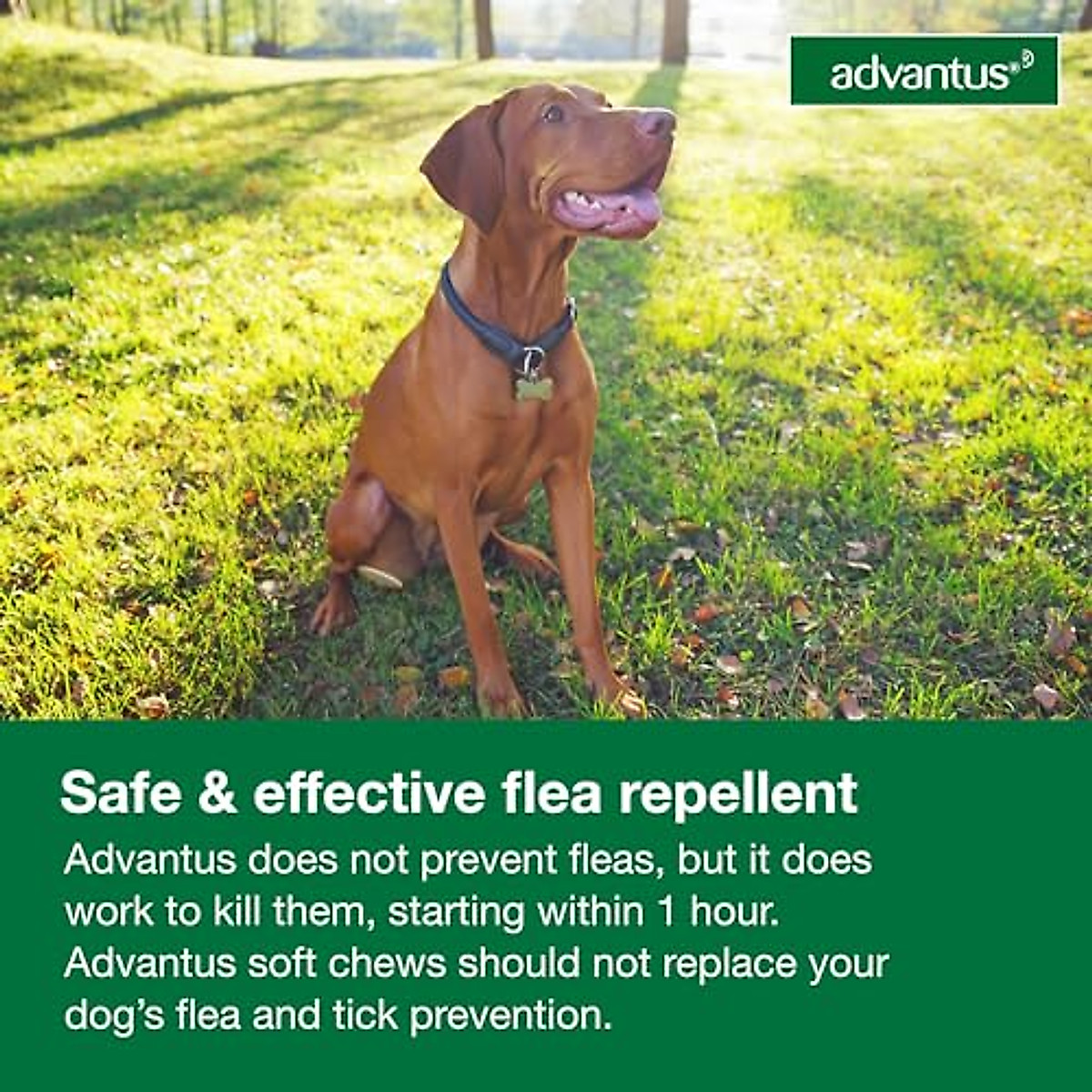 Advantus Dog Advantus Chewable Flea Treatment for Dogs 23 - 110 lbs. | 7 ct.