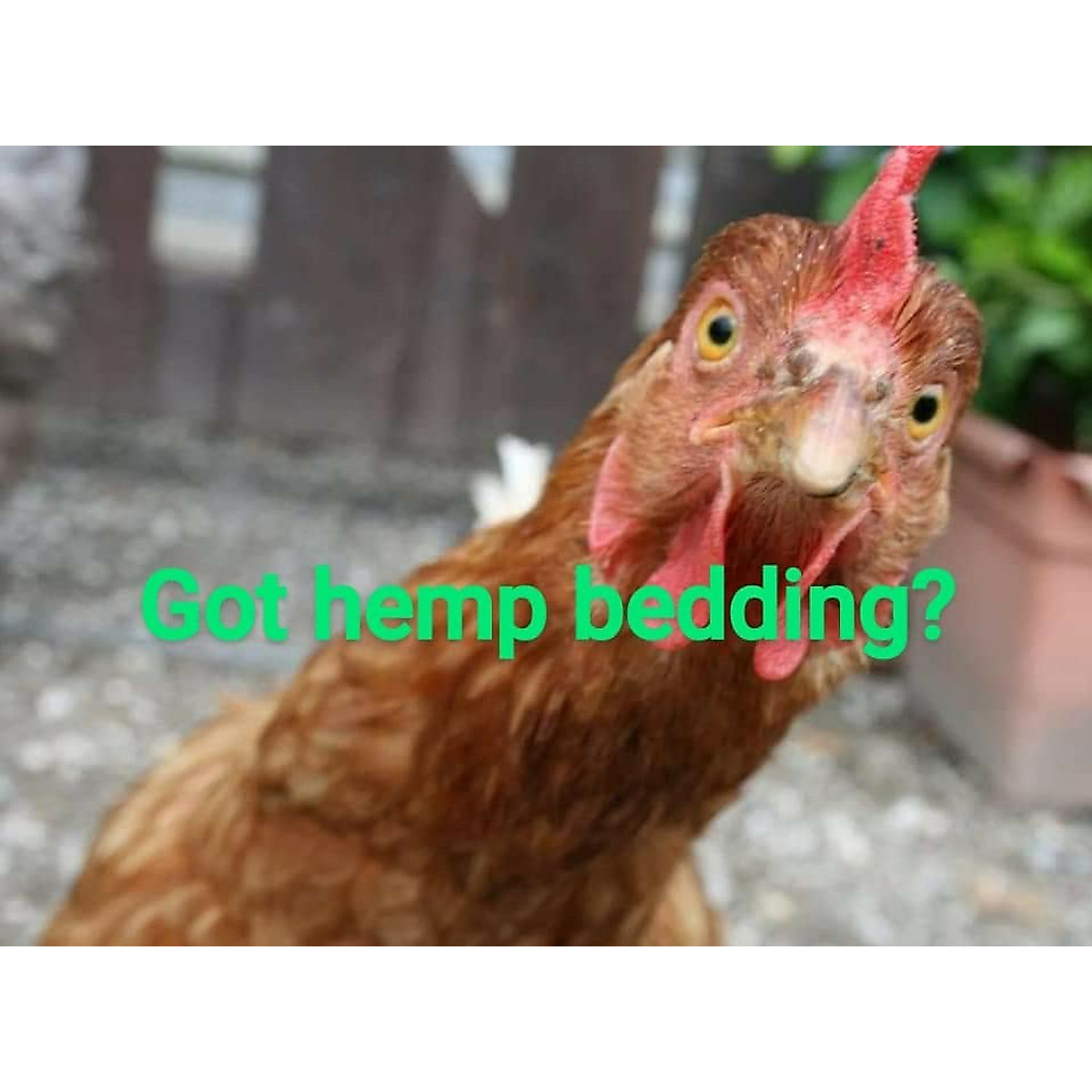 Old Dominion Hemp Small Animal Hemp Bedding, Low Du, Expands to 30 quarts, Reduces Odors, Chicken Bedding, Rabbit Bedding, Reptile Bedding, Hamer Bedding, Gerbil Bedding, Rat & Mice Bedding