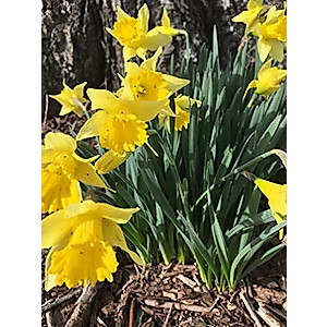 Dutch Master Daffodils (25 Bulbs) - Yellow Daffodil Narcissus Bulbs