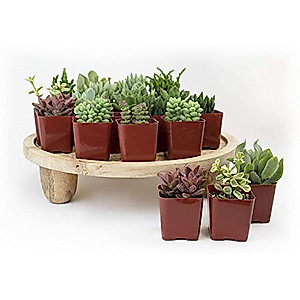 Plants R Us | 20 Pack Succulents in 2" Grow Pots-Indoor/Outdoor Live Plants and Decor Hardy & Easy Care