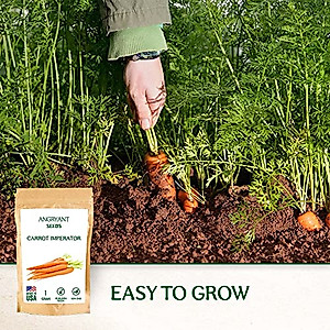 Imperator Carrot Seeds for Planting - 914+ Heirloom, Non-GMO Seeds - 100% USA Grown - Easy to Grow Long Tapered Carrots with Sweet Flavor - Suitable for Indoors and Outdoors Home Vegetable Garden