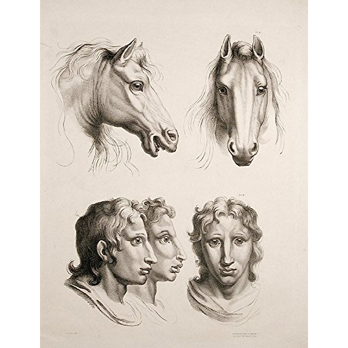 [Illustration of physiognomic resemblance between a Man and a Horse]