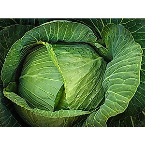 Brunswick Cabbage Seeds for Planting, 300+ Heirloom Seeds Per Packet, (Isla's Garden Seeds), Non GMO Seeds, Botanical Name: Brassica oleracea, Great Home Garden Gift