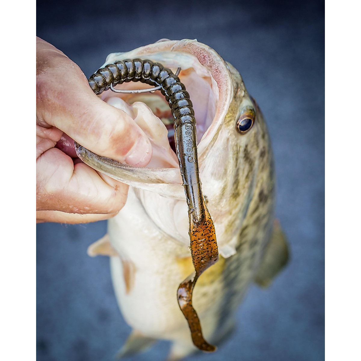 Berkley PowerBait® Power Worm Fishing Bait, Black, 10in | 25cm, Irresistible Flavor, Classic Curly Tail Worm Profile, Ideal for Spring, Summer and Fall Fishing