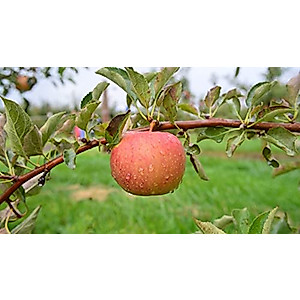 TriStar Plants - Fuji Apple Tree - 1 Gallon Pot - No Ship California, Semi Dwarf, Full Sun, Fruit Bearing, Edible, Cold Hardy, Heat Tolerant, Self Fertile, Red Apple