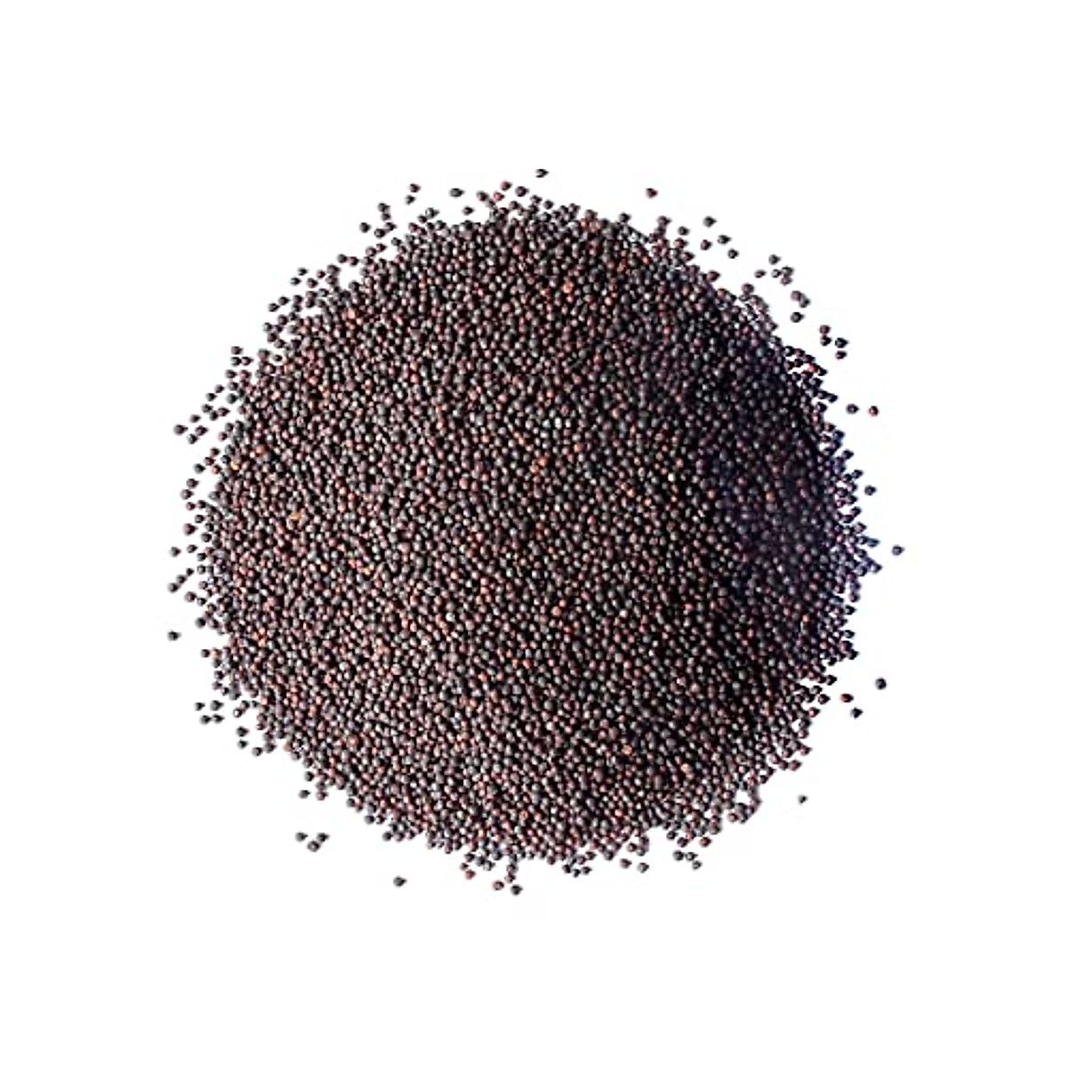 Broccoli Seeds for Sprouting, 8 Ounces – Vegan, Kosher, Sirtfood, Bulk. Rich in Sulforaphane, Vitamin C, Vitamin A. Great for Growing Sprouts, Microgreens. High Germination Rate