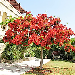 QAUZUY GARDEN 10 Flamboyant (Royal Poinciana) Delonix Regia Flame Tree Seeds, Non-GMO Heirloom Tree Seed, Striking Perennial Exotic Tropical Bonsai Accent Tree