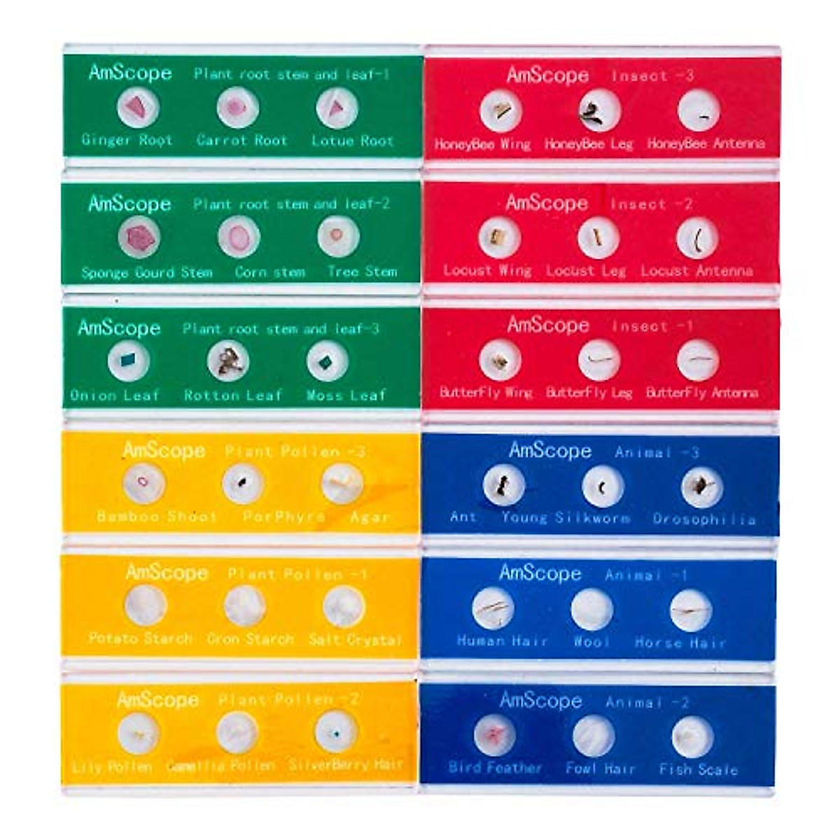 AmScope - 36pc Kids Prepared Microscope Slide Set of Color-Coded Zoological and Botanical Prepared Specimen Slides -PS-P12X3-A