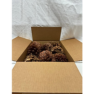 18-Pack Extra-Large (5 to 7 inch) Long Leaf Pine Cones for Decorating Home, Tables, Vase Fillers, Corporate Events, Crafts, Birdfeeders, Natural Pine Cone Holiday Ornaments. (unscented)