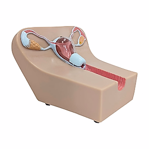 Anatomy Lab IUD Insertion Model I