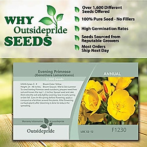 Outsidepride Oenothera Evening Primrose Yellow Wild Flowers - 5000 Seeds