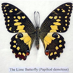 Insectfarm Framed Real Lime Butterfly Taxidermy and Insect Gift or Collection