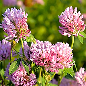 Todd's Seeds Red Clover Seeds, Non-GMO, Chemical Free, High Germination (1/4 Pound)