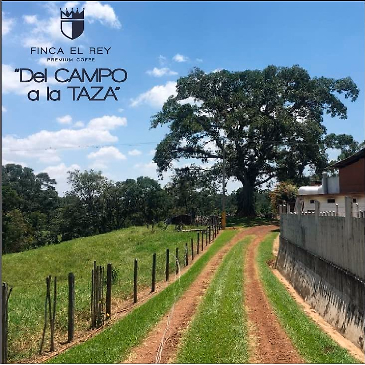 Finca El Rey, Organic Coffee Beans Whole, Veracruz Mexico Single Origin, Coffee Whole Beans, Whole Bean Coffee Medium Roast Coffee, Coffee Organic, Expresso Beans, Certified USDA Organic, 1LB Bag