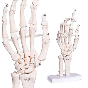 faruijie Hand Skeleton Model - Medical Human Finger Bone Anatomy Bendable Right Hand Skeleton with Articulated Joints Wrist Ulna and Radius