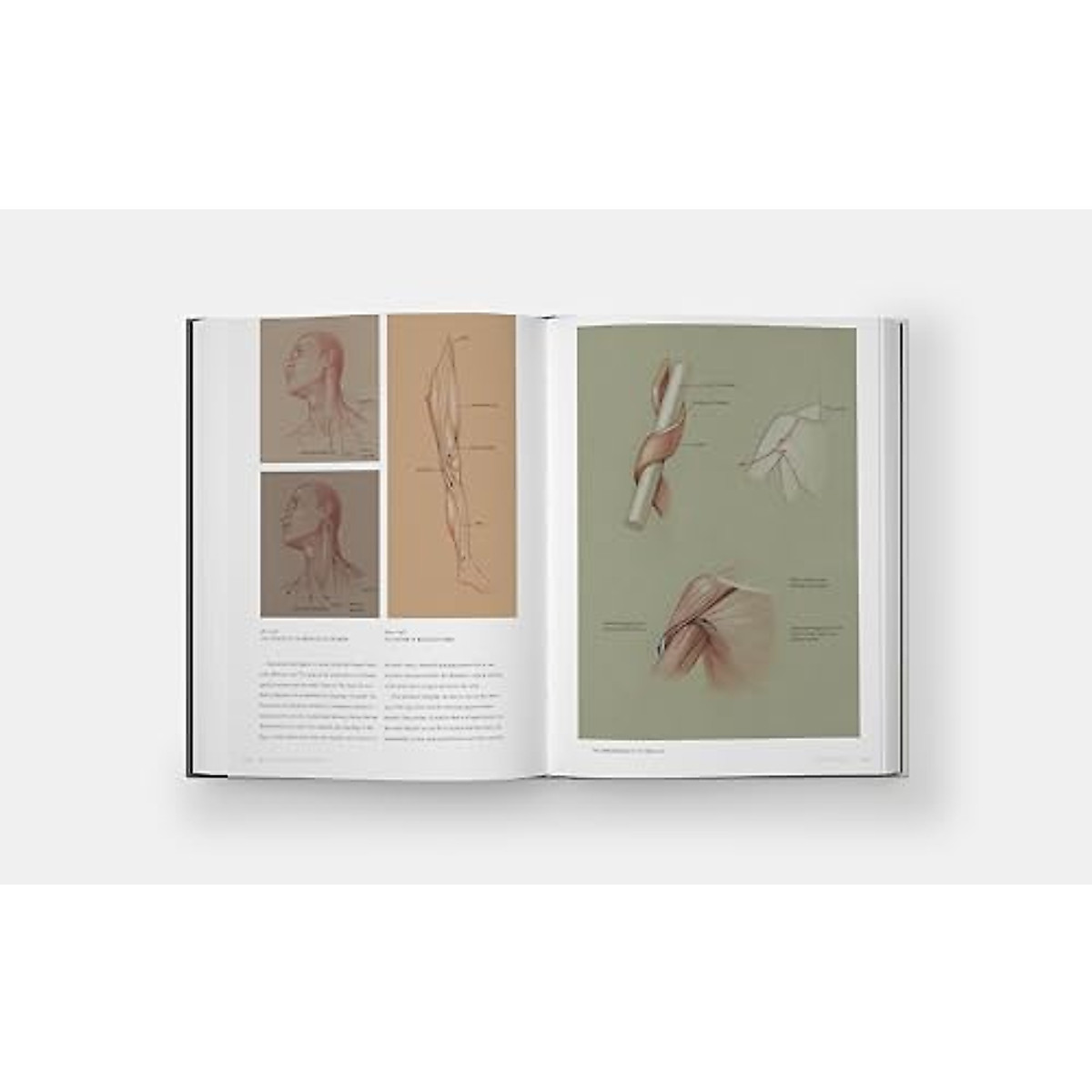 Basic Human Anatomy: An Essential Visual Guide for Artists