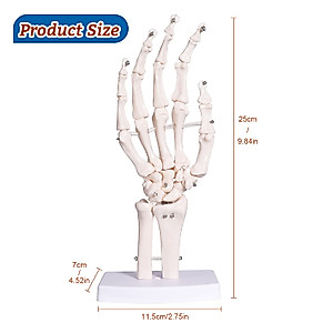 faruijie Hand Skeleton Model - Medical Human Finger Bone Anatomy Bendable Right Hand Skeleton with Articulated Joints Wrist Ulna and Radius