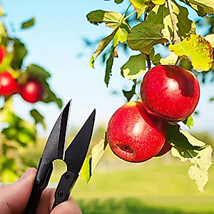 Yardwe 12pcs Bonsai Trimmer Tools Trimming Shears Professional Bonsai Pruning Tool Garden Bonsai Shears Leaves Scissors Pruning Scissor Trimmer Tool Small High-Carbon Steel Pruning Shears