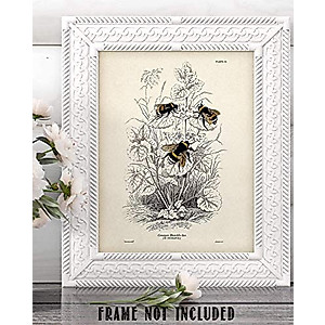 Bumble Bee Illustration - Bumblebee Farmhouse Bee Decor, Honey Bee Nature Poster, Kitchen and Room Decor, Classic Botanical Decoration and Gift for Bee Lovers, 11x14 Unframed Art Print Poster