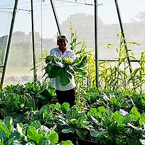 Garden Insect Netting Pest Barrier: 2 Pack 4'x10' Bug Netting for Garden Protection Mosquito Net Fine Mesh Cicada Tree Net Greenhouse Row Cover for Crops Plants Vegetables Flowers Fruits Silver