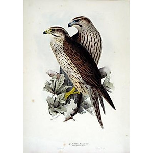 Lanner Falcon, Falco lanarius (Linn)