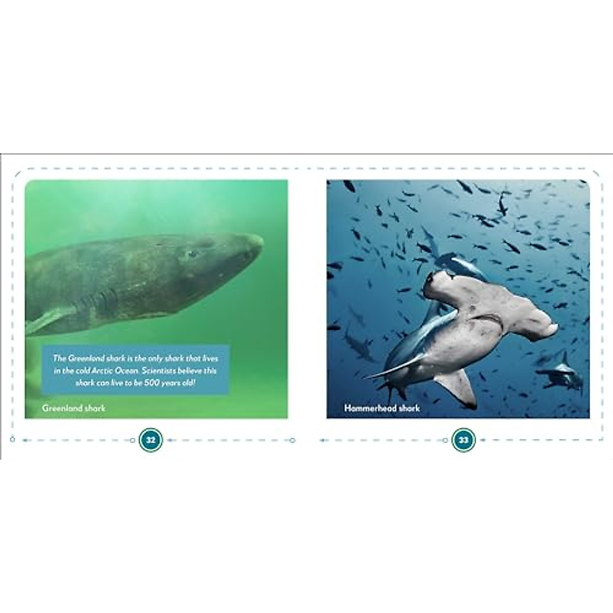 My First Book of Ocean Animals: All About Marine Wildlife for Kids