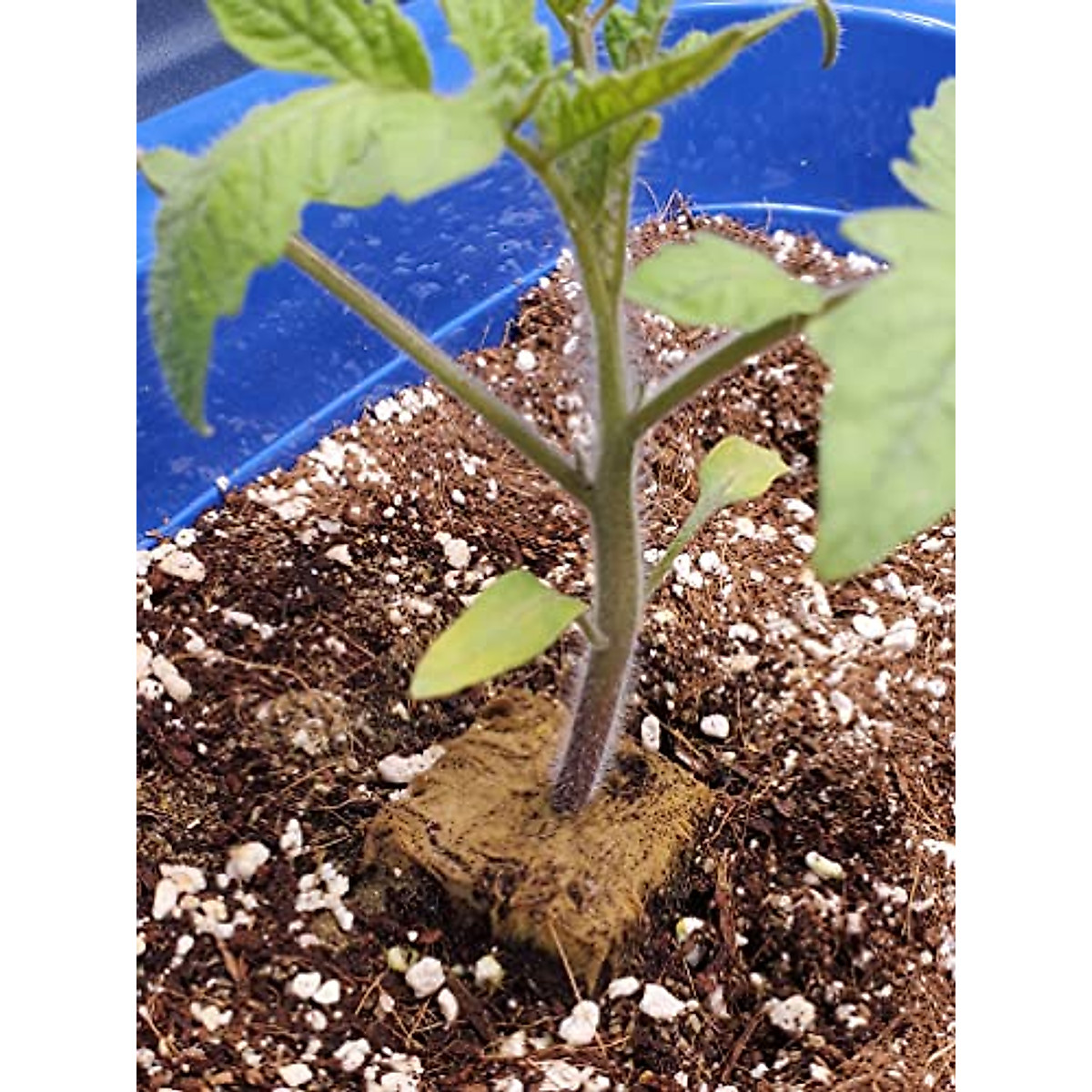 Organic Perlite Horticultural Soil Amendment for Plants and Enhanced Drainage Enhanced Growth (7 Quarts)