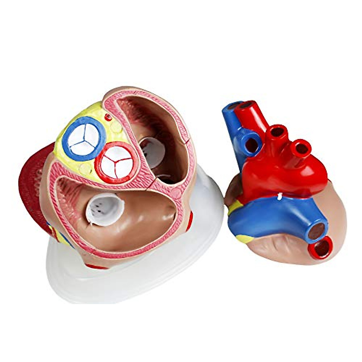 Parco Scientific PB00146 Jumbo Heart Model- 3 Parts, 5X Natural Size