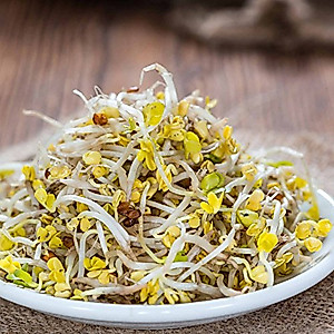 Organic Radish Sprouting Seeds - 1 Pound Non-GMO Daikon Radish Seeds - Plant & Grow Microgreens Indoors