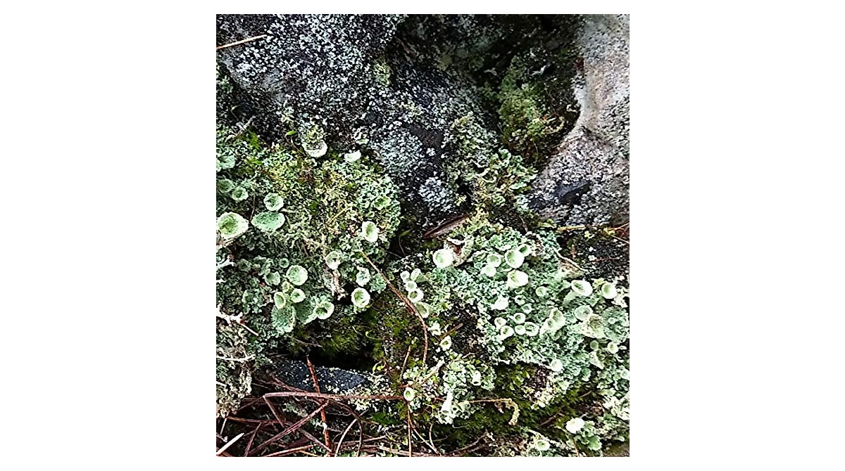 Tin Roof Treasure Moss Pixie Cup Lichen for Fairy Gardens | 4x6 Bag
